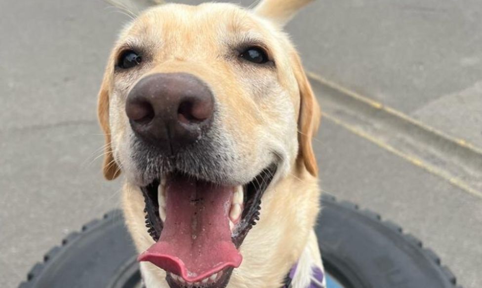 How rescue dog Harper is transforming Leicester school - BBC News