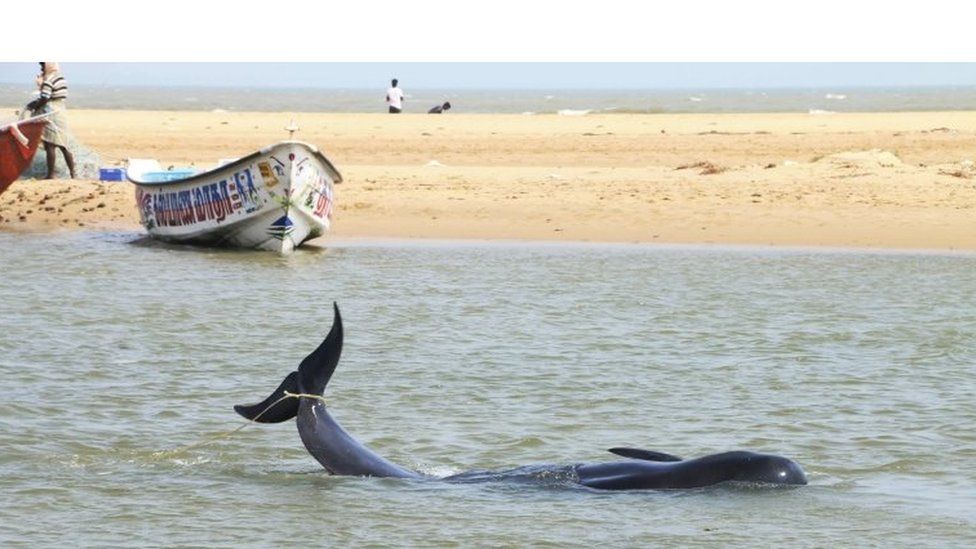 India: Five whales return to Tamil Nadu beach - BBC News