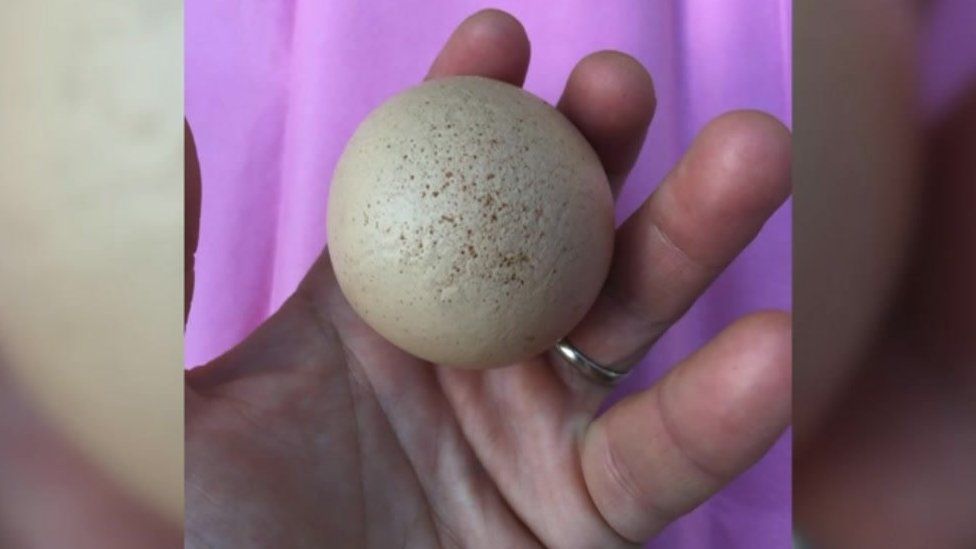 Brize Norton family to auction round chicken egg - BBC News