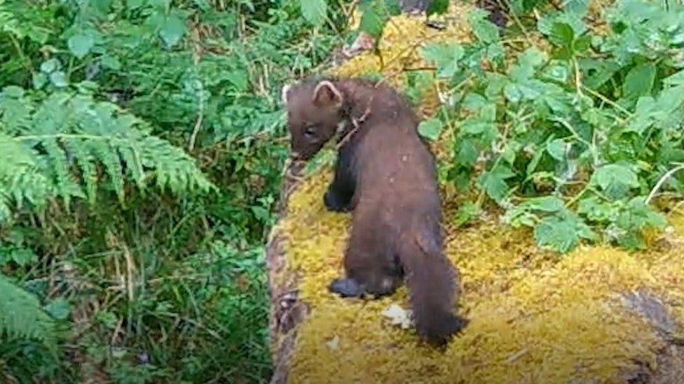 Forest of Dean: Another successful breeding year for pine martens - BBC ...