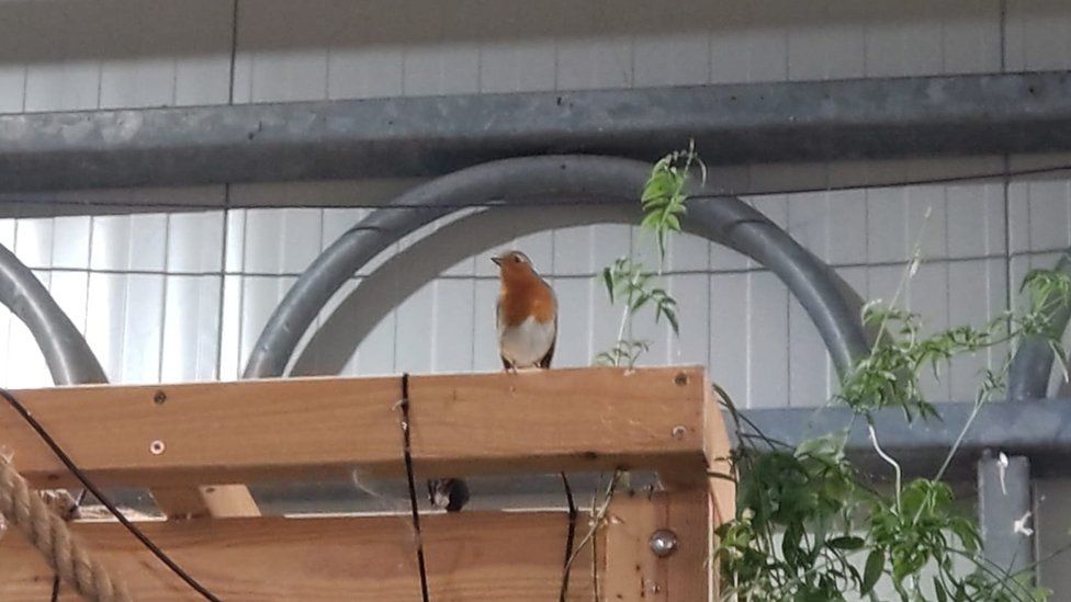 Robin visits Meadow Croft Garden Centre to sing to customers every day ...
