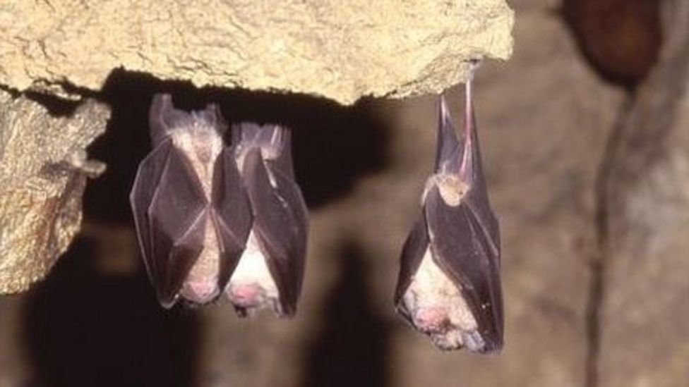 Greater horseshoe bat: Derelict building restored for rare breeding ...