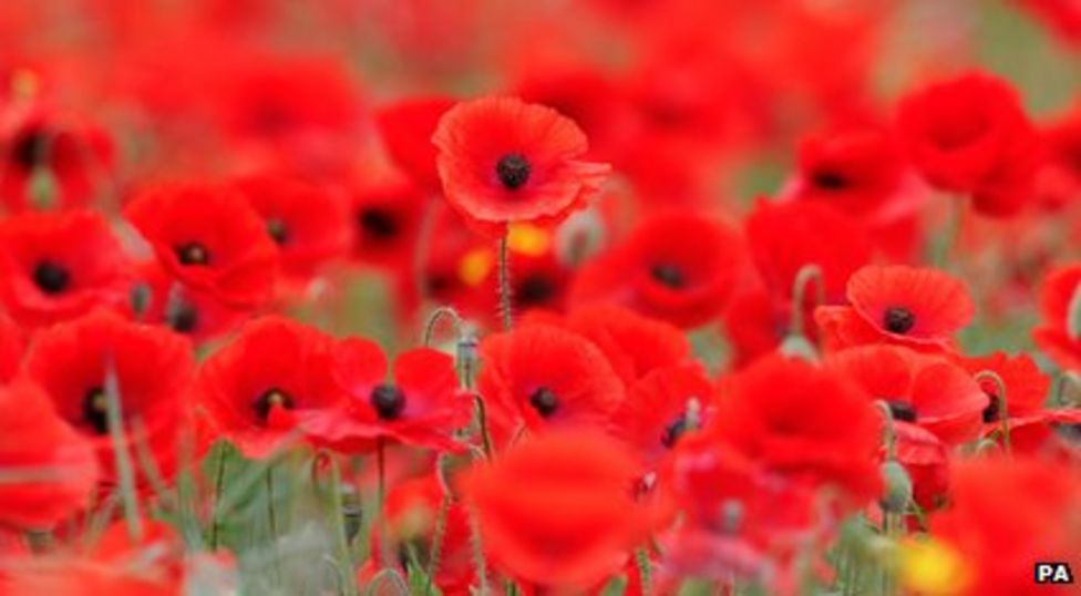 World War One 110 year anniversary: What happened during WW1? - BBC ...