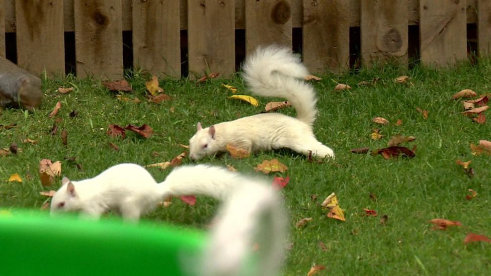 Rare white squirrel photographed in Royal Deeside - BBC News