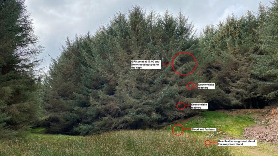 Missing golden eagle was shot in southern Scotland, police believe ...