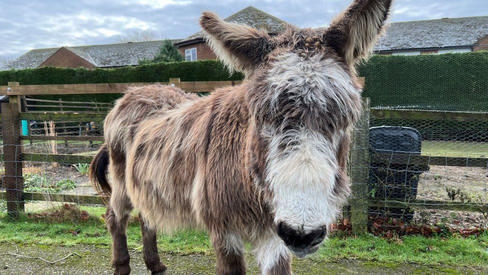 Lonely donkey 'in love' with new goat friends - BBC News