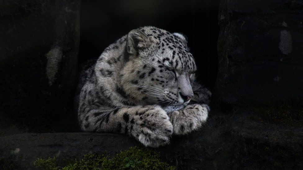 Hampshire: Marwell Zoo welcomes a new snow leopard - BBC News