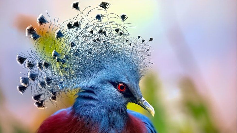Conservation efforts bring giant pigeon to Newquay Zoo - BBC Newsround