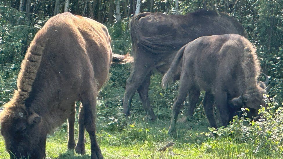 Canterbury: Blean bison calf born at rewilding project turns one - BBC News