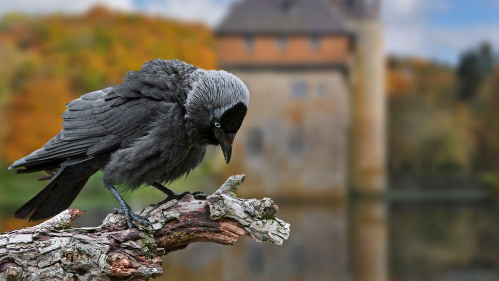 Cheeky jackdaw called 'Derek' divides opinion in village - BBC Newsround