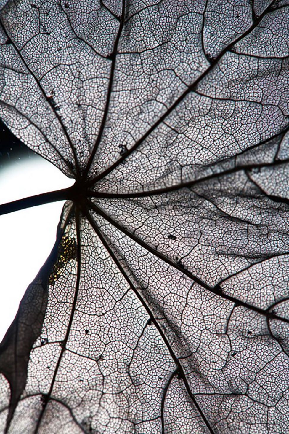 Your pictures on the theme of 'texture' - BBC News