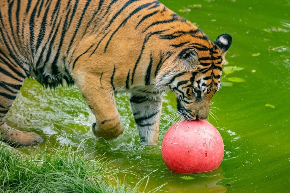 Wildlife: Sumatran tigers cool off with first swimming lesson - BBC ...