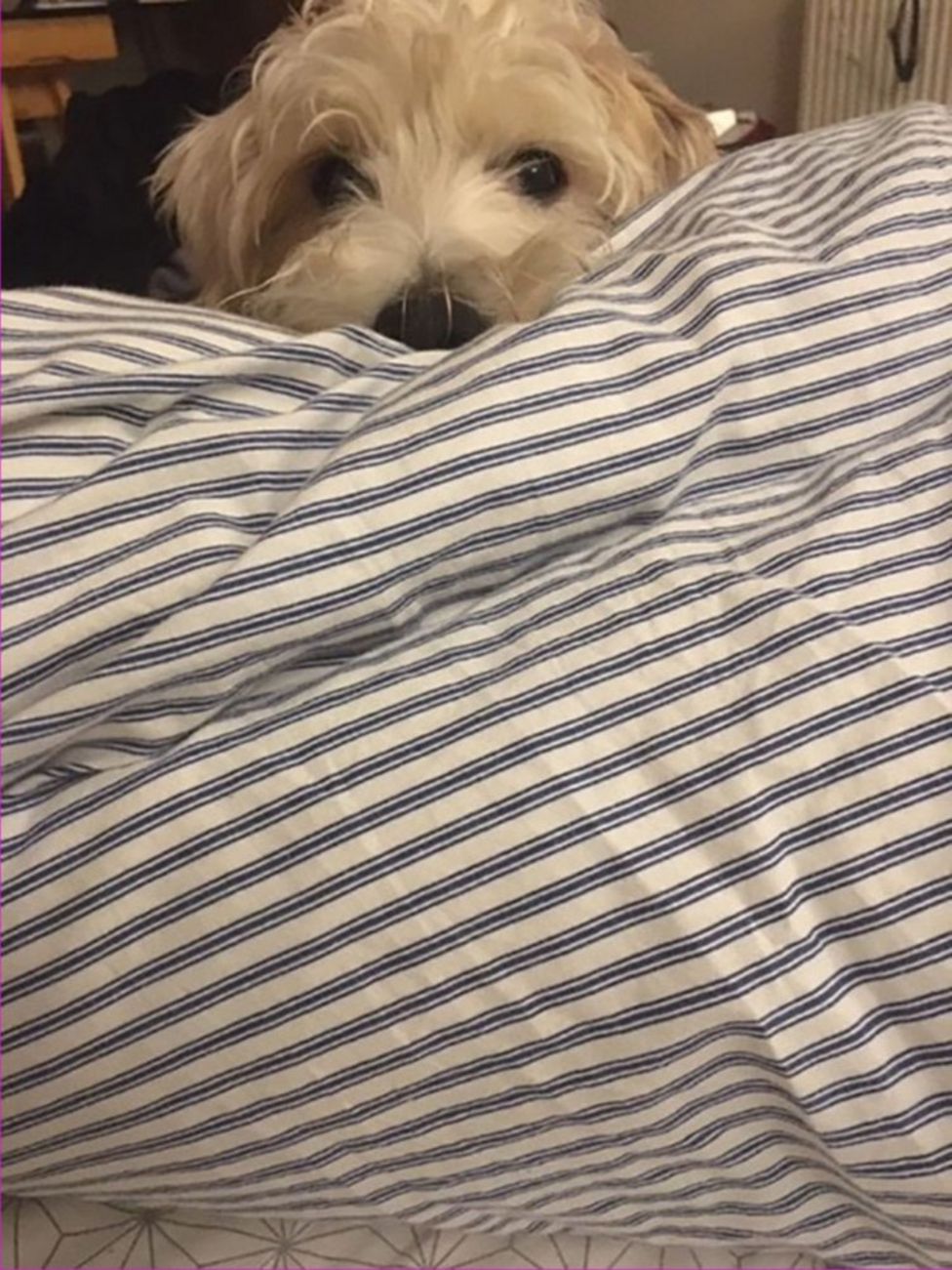 Coronavirus: Your pictures of lockdown at home - BBC News