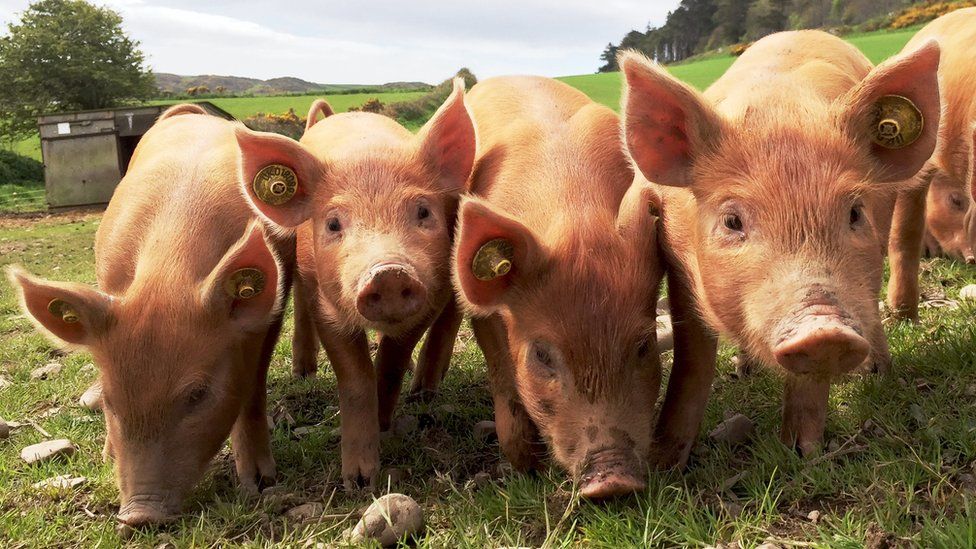 Future farming: Check out these amazing farming invention ideas! - BBC ...