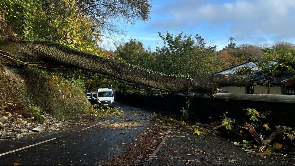 Tree falls onto Manx office building and blocks road - BBC News