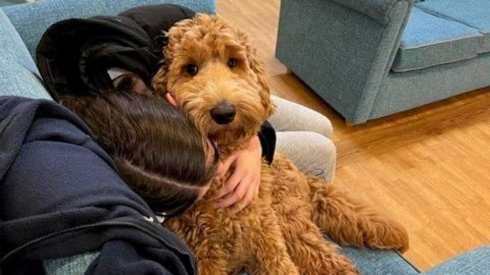 Eating disorders therapy dog puts patients at ease in Northampton - BBC ...