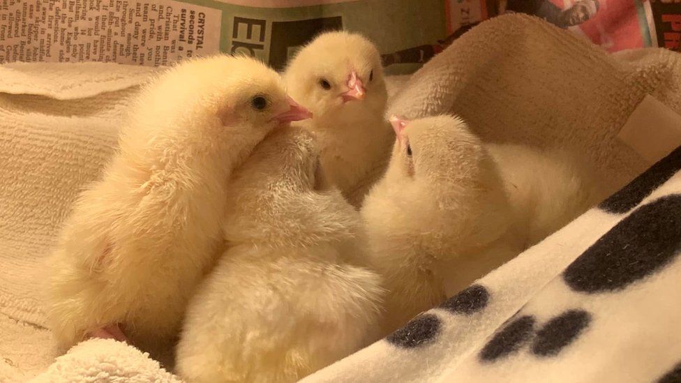 Chicks at sanctuary after surviving being gassed and sold as food - BBC ...