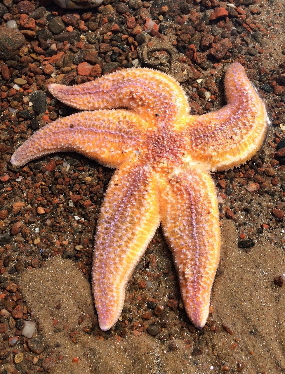Star whoa: Stunning starfish on Scottish beach - BBC News