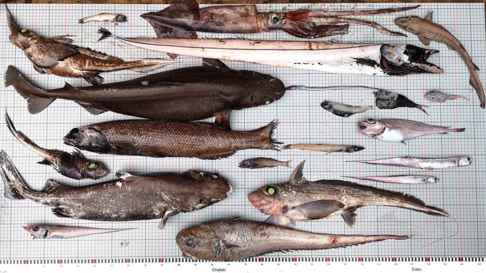 The strange deep sea creatures off Scotland's coast - BBC News