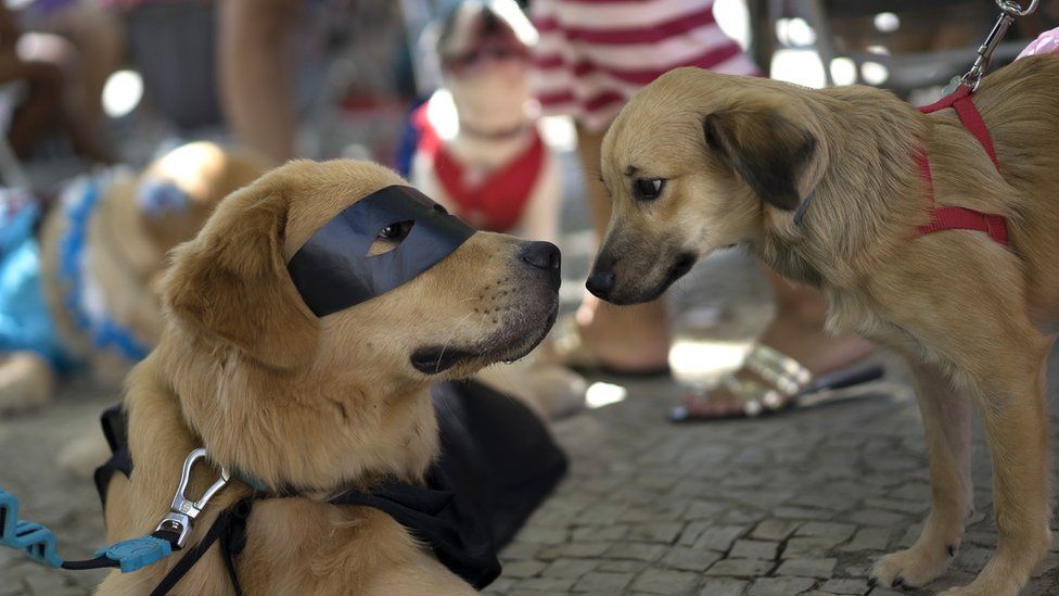 Puppy pals hang out at Brazil's pet parade - BBC Newsround