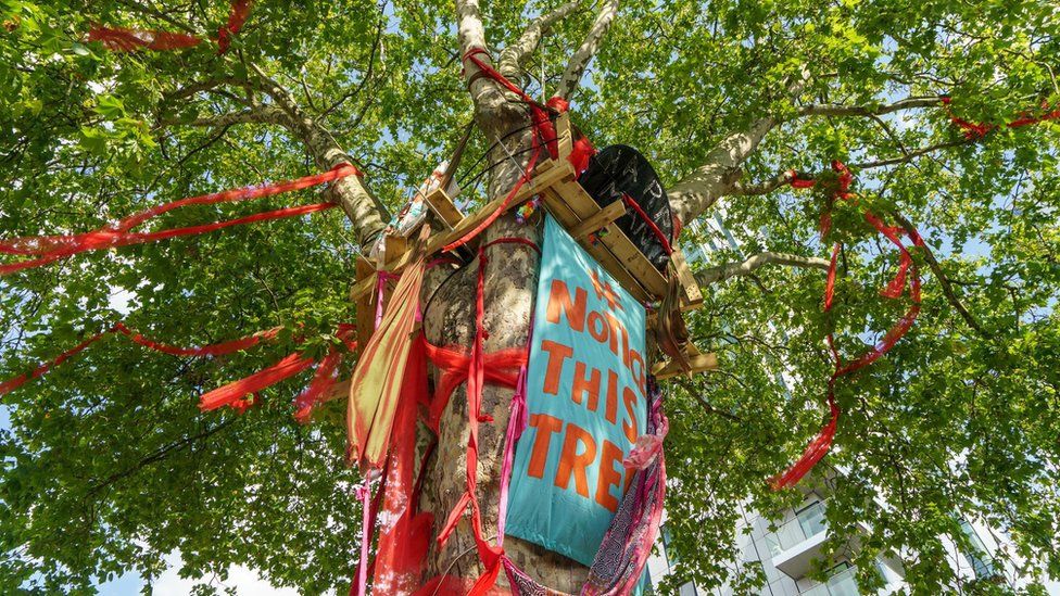 Tree of the Year: Hackney tree set to be felled wins award - BBC News