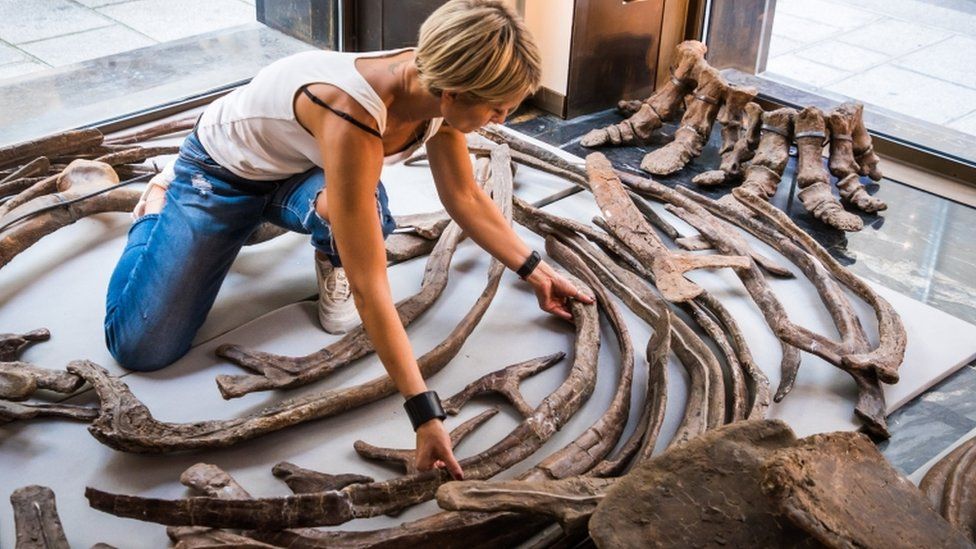 Big John: The world's largest triceratops skeleton sells for €6.65m ...