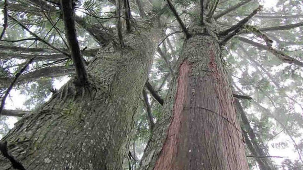 Conservationists choose their 12 trees of Christmas - BBC News