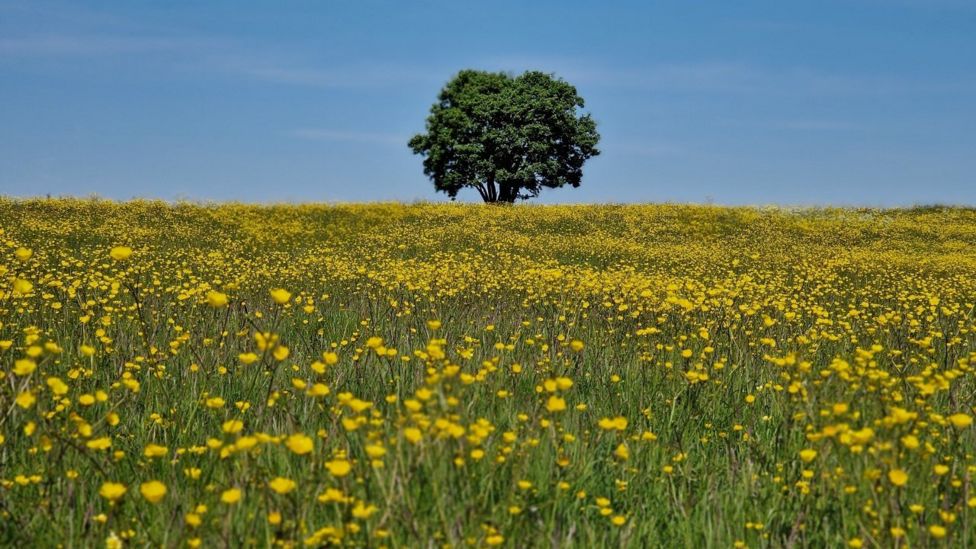 Your pictures of Scotland: 2 to 9 June - BBC News