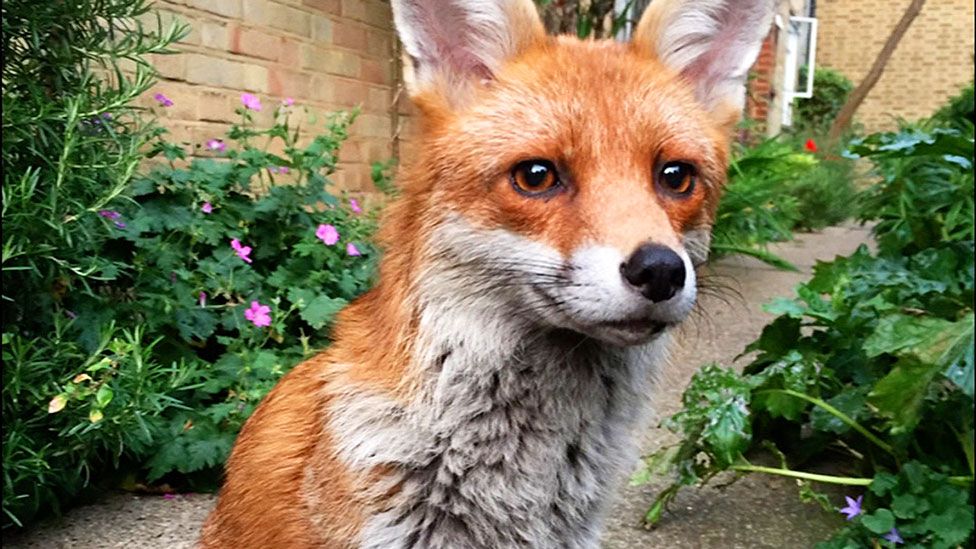 Police appeal after foxes trapped and harmed in east London - BBC News