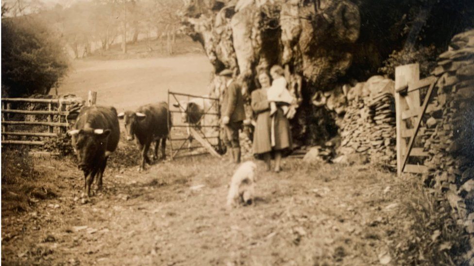 Hanes derwen Pontfadog a'n coed hynafol eraill - BBC Cymru Fyw