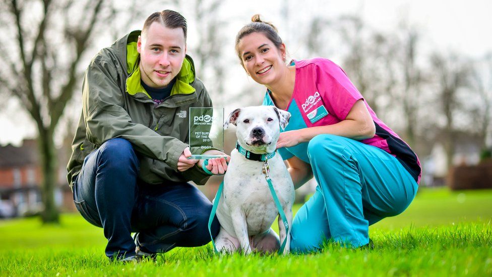 Dog shot in head by crossbow wins PDSA survivor award - BBC News