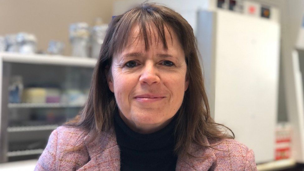 Scientists use wool as plastic-free alternative for seaweed farms - BBC ...