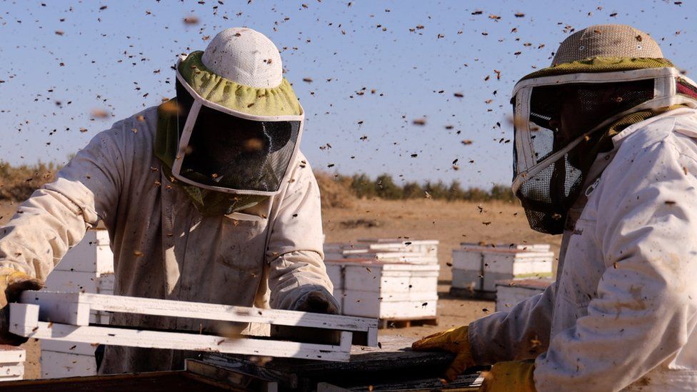 US beekeepers fear for their future - BBC News