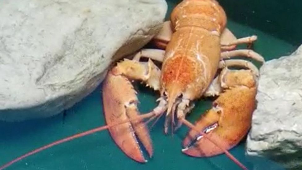 Blue lobsters: What is the rare type of crustacean? - BBC Newsround