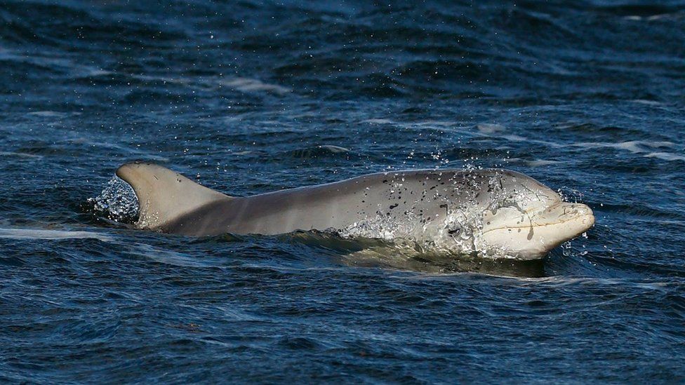 Firth awakens: Moray dolphins 'Yoda' and 'Zephyr' in action - BBC News