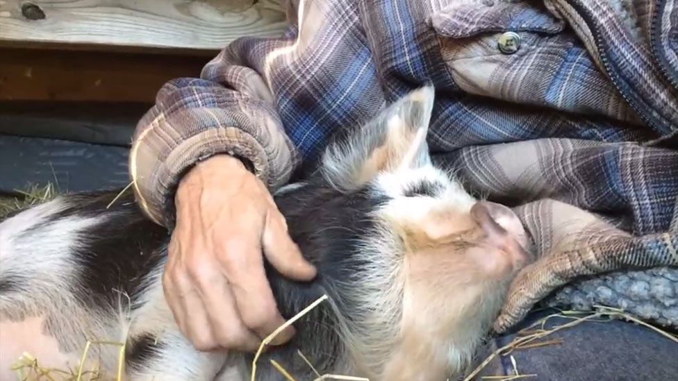 American's passion for Highland cattle - BBC News