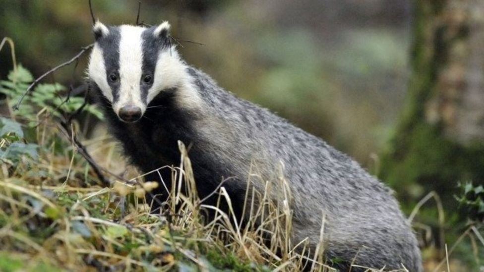 Defra confirms badger culls 'now under way' in pilot areas - BBC News