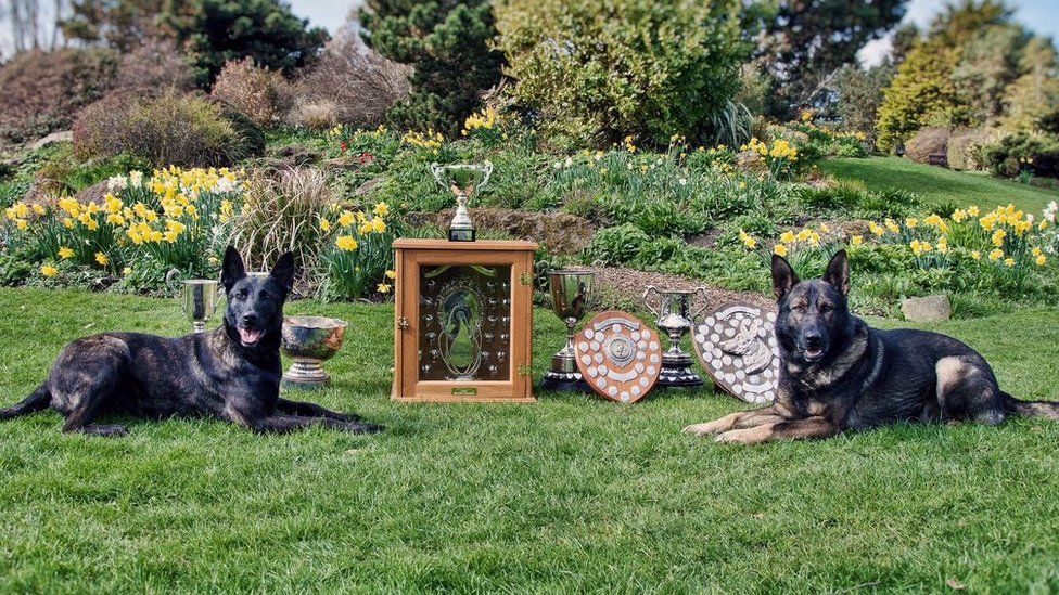 Scottish police dogs and their handlers take top honours - BBC News