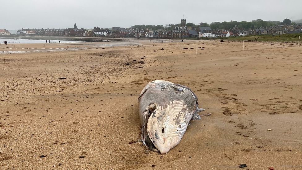 Second whale washes up on East Lothian beach - BBC News