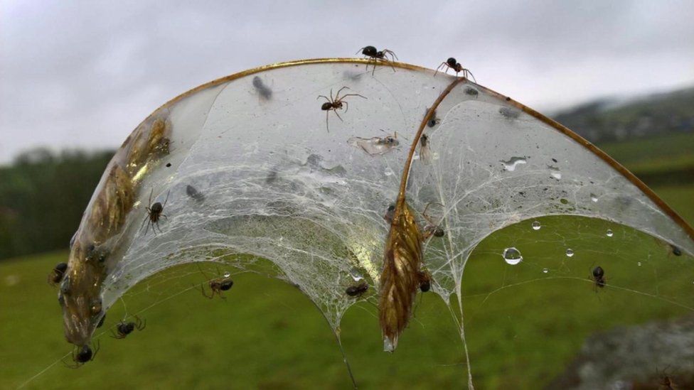 Giant spider web in Lancashire - BBC Newsround