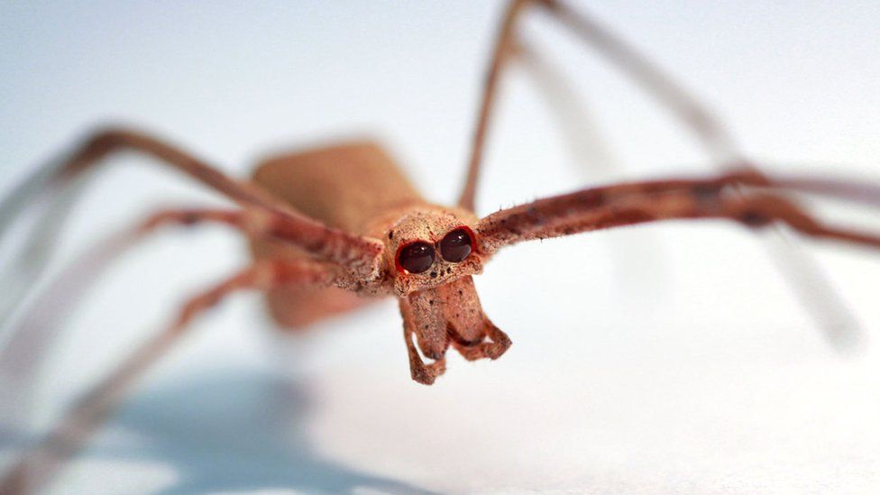 Ogre-faced spiders can hear with their legs - BBC Newsround