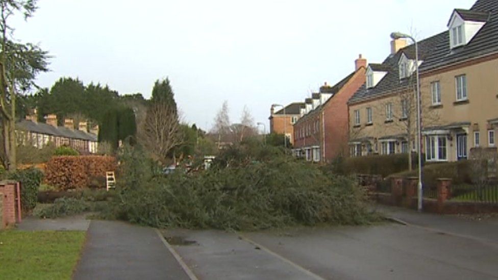 Storm Jake: Wind causes fallen trees and power cuts - BBC News