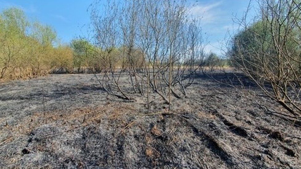 Pirbright Ranges: Urgent appeal after heathland fire - BBC News