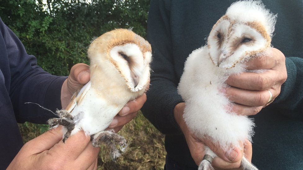 A year of feisty owls and crawly critters - BBC News