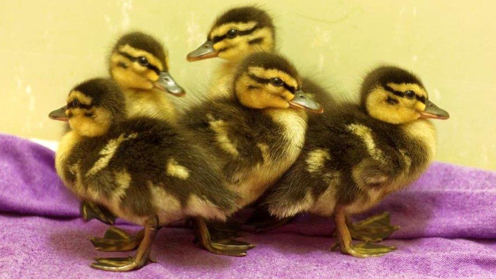 Five ducklings rescued after fall down drain - BBC News
