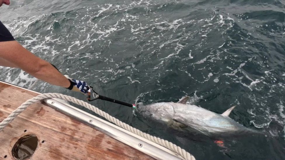Tuna tracking tag from Cornwall hunted down in Lancashire - BBC News