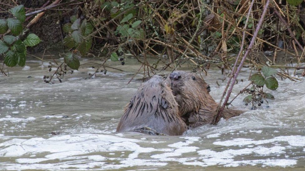 Beavers released in Hampshire for first time in 400 years - BBC News