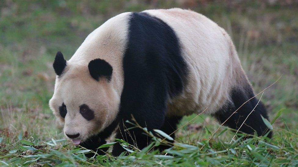 How will Edinburgh's giant pandas travel back to China? - BBC Newsround