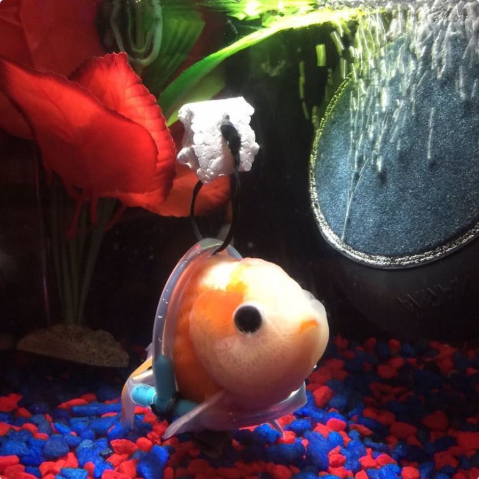 Troubled goldfish gets its own customised wheelchair, and Trump takes ...