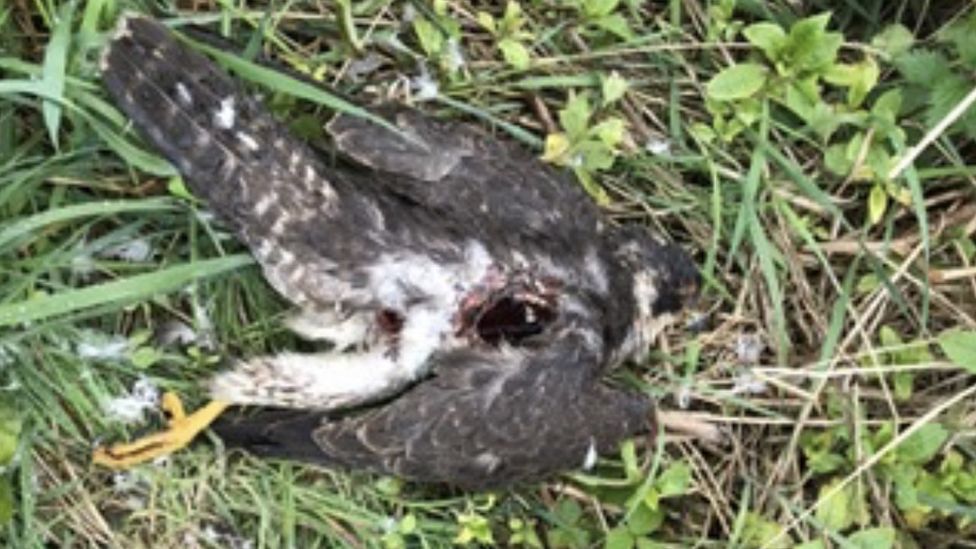 Peregrine falcon shot dead with air rifle near Manchester - BBC News